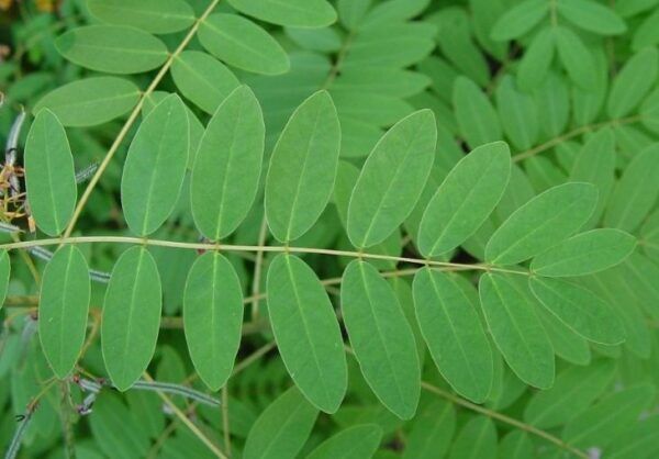 Sennoside & Senna: Uses, Benefits, Side Effects & Safety Concerns